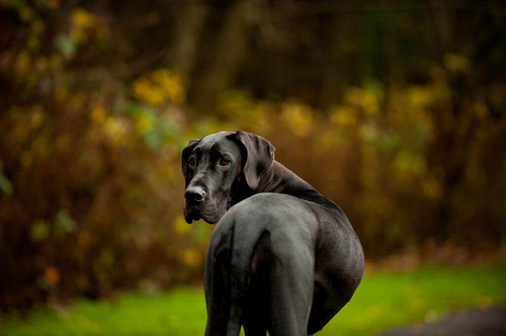 Cani Grandi - Elenco di 36 Razze di Cani Grossa taglia > di 15Kg!