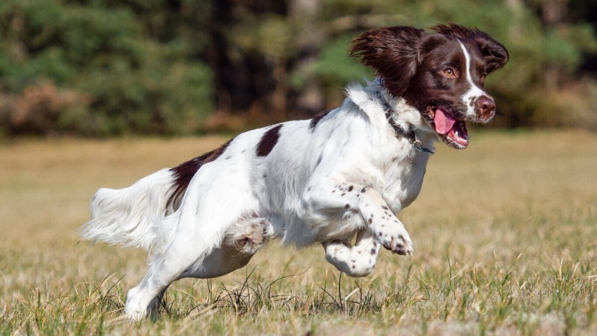 Cani Grandi - Elenco di 36 Razze di Cani Grossa taglia > di 15Kg!