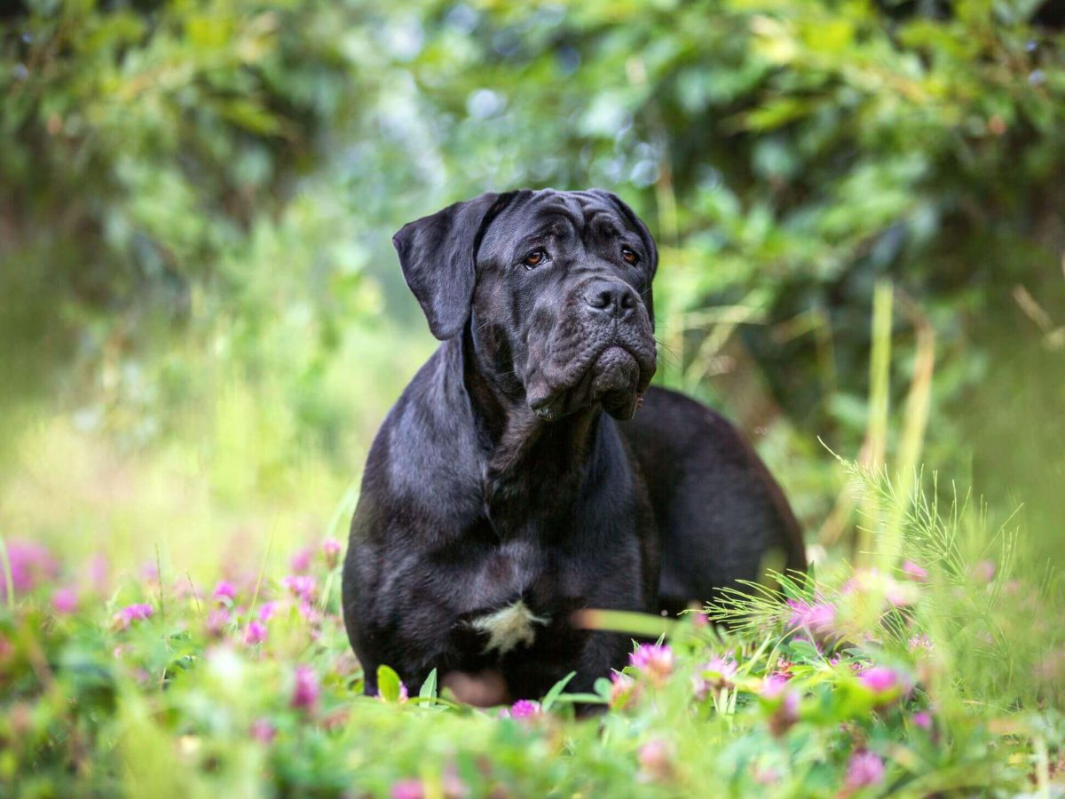 Cani Grandi - Elenco di 36 Razze di Cani Grossa taglia > di 15Kg!