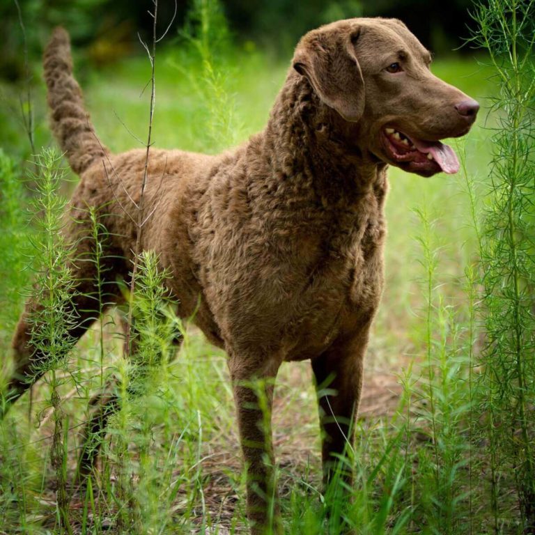 Cani Grandi - Elenco di 37 Razze di Cani Grossa taglia > di 15Kg!