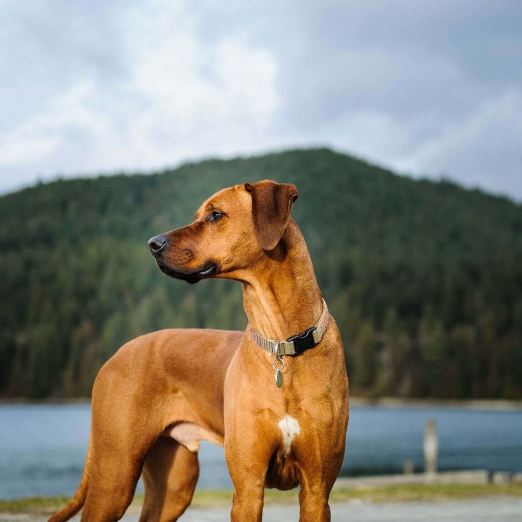 Cani Grandi - Elenco di 36 Razze di Cani Grossa taglia > di 15Kg!