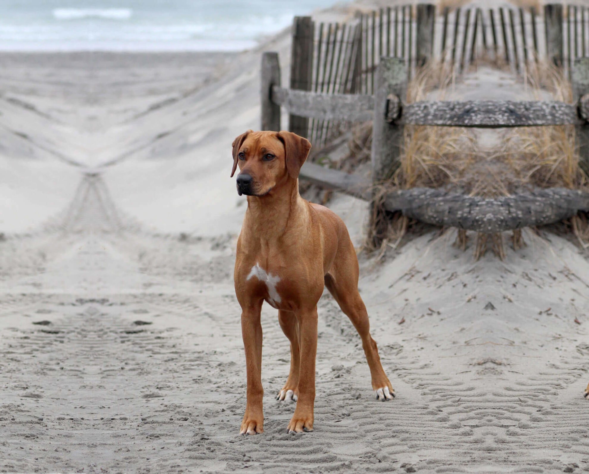 Cani Grandi - Elenco di 36 Razze di Cani Grossa taglia > di 15Kg!