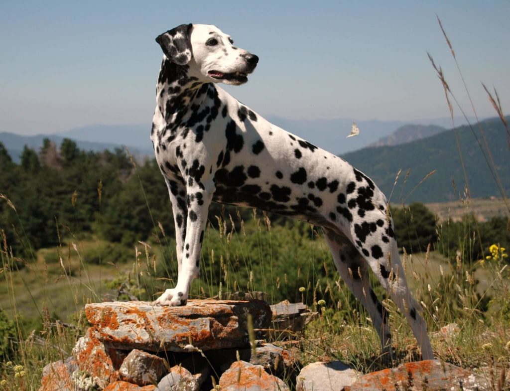 Cani Grandi - Elenco di 36 Razze di Cani Grossa taglia > di 15Kg!