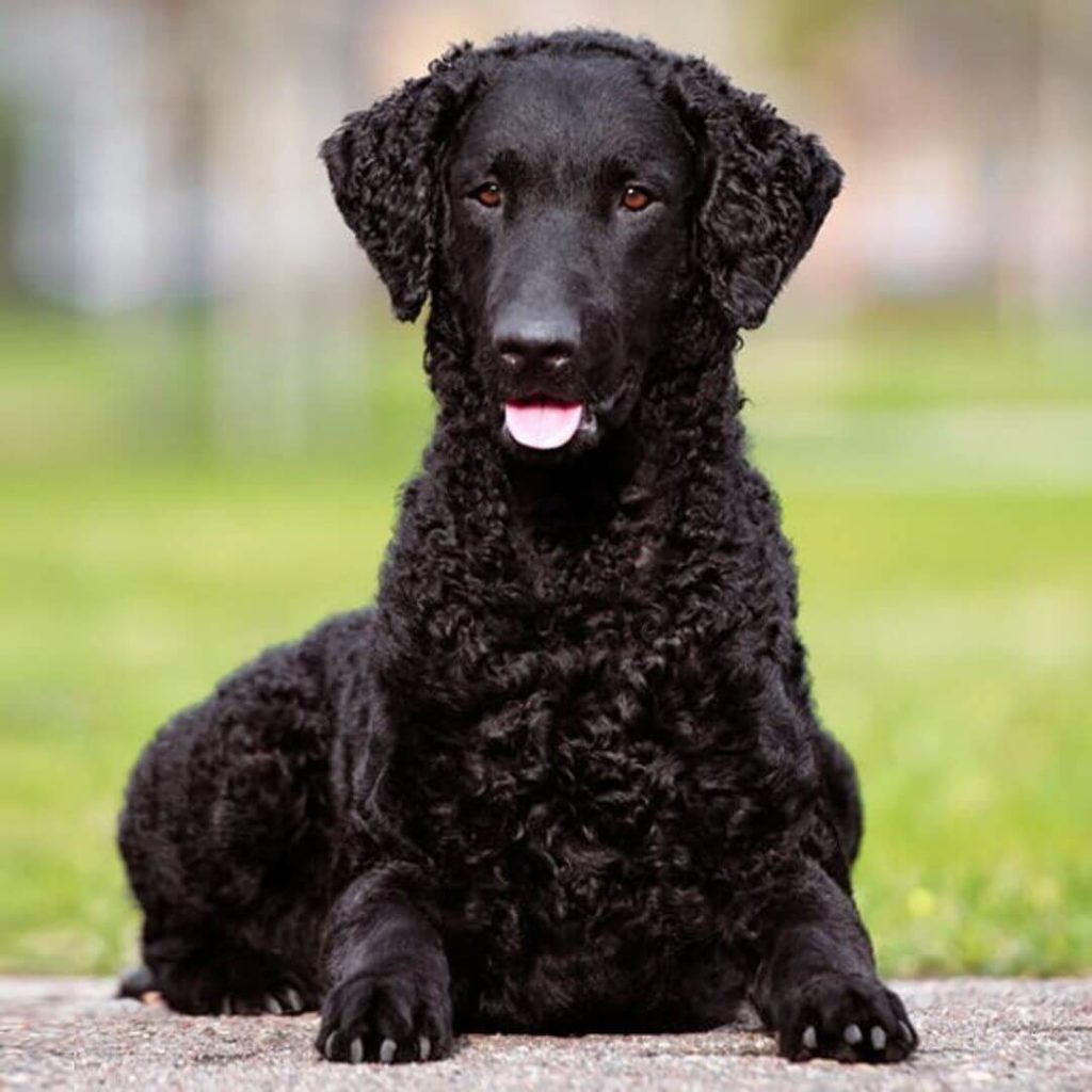 Cani Grandi - Elenco di 36 Razze di Cani Grossa taglia > di 15Kg!