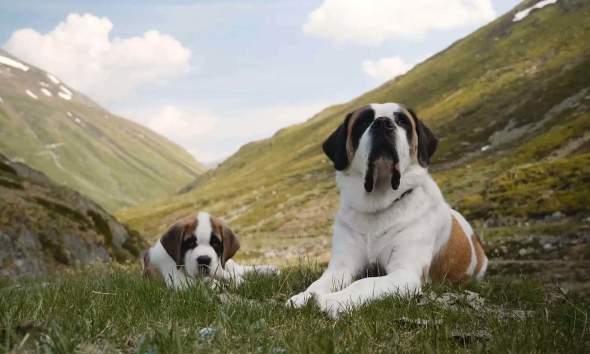 Cani Grandi - Elenco di 36 Razze di Cani Grossa taglia > di 15Kg!