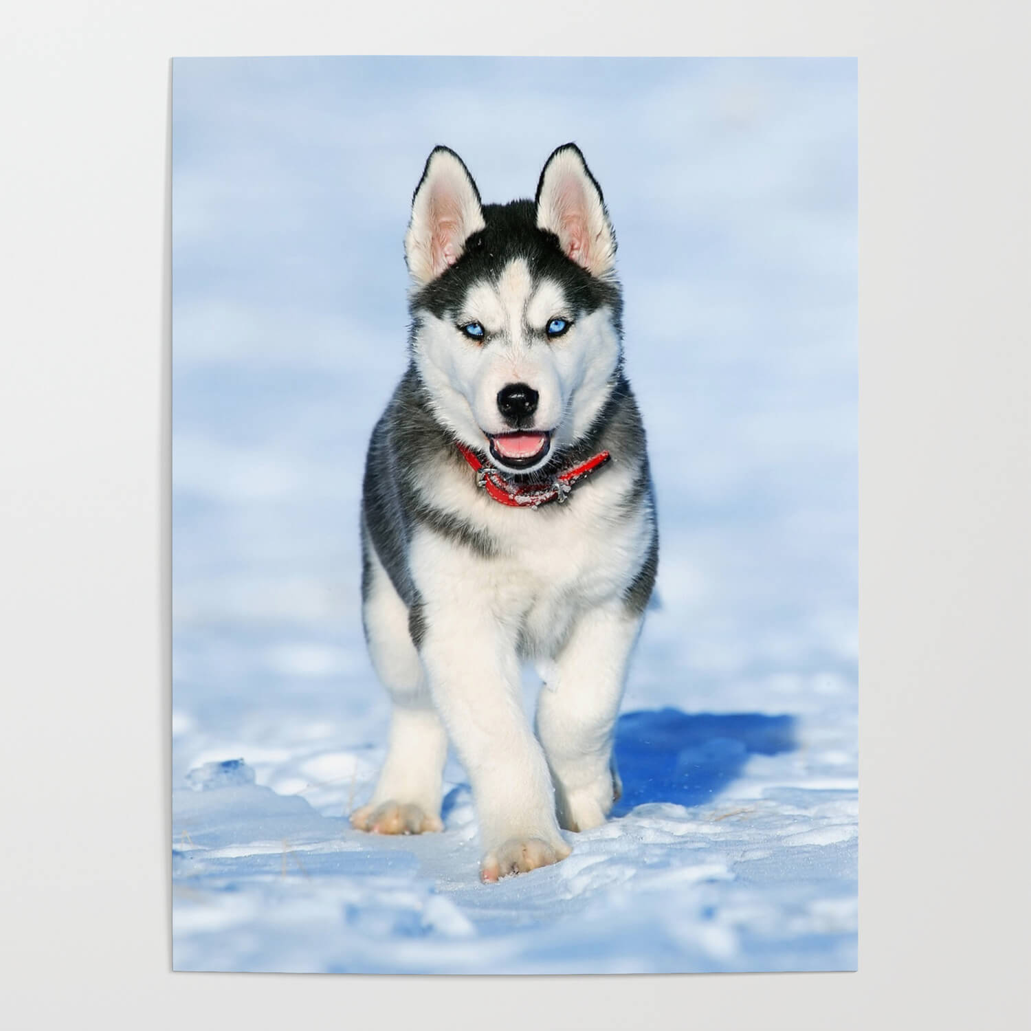 Cani Grandi - Elenco di 37 Razze di Cani Grossa taglia > di 15Kg!