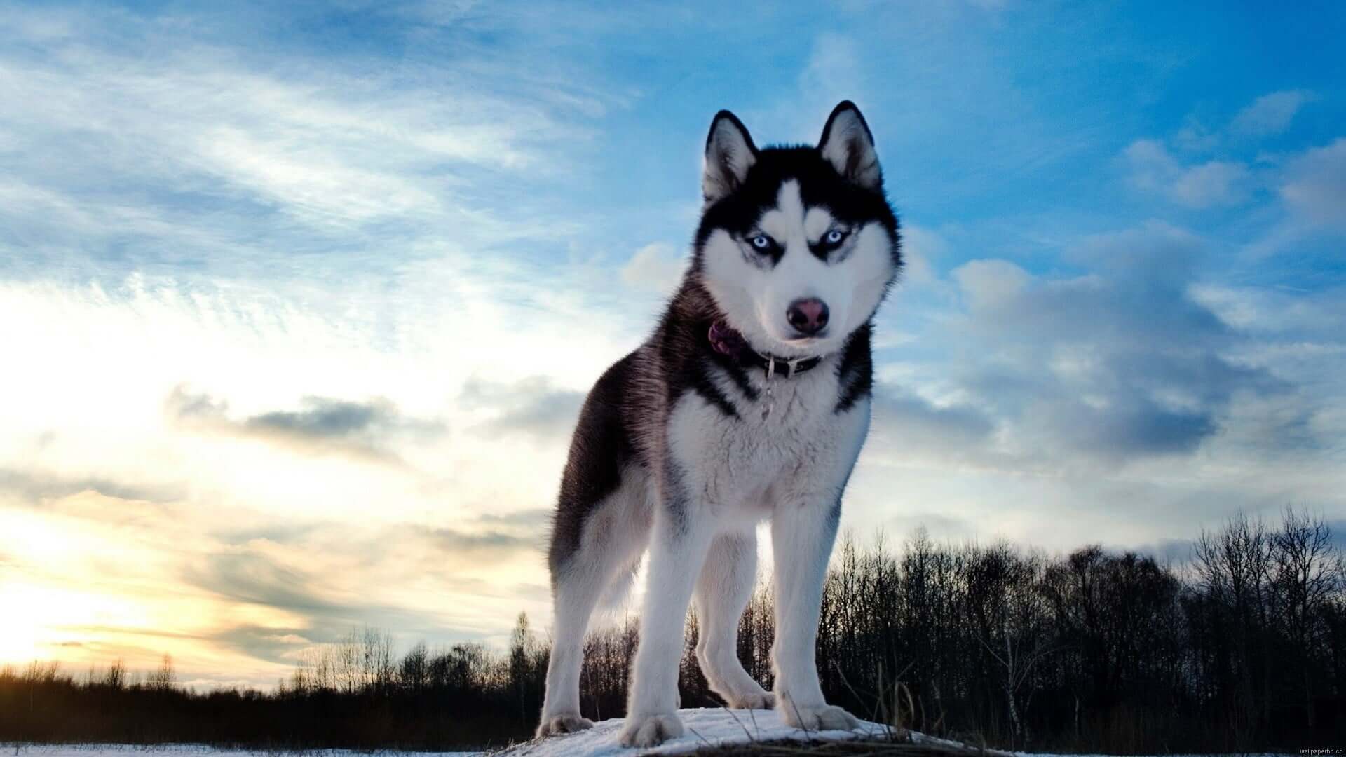 Cani Grandi - Elenco di 37 Razze di Cani Grossa taglia > di 15Kg!