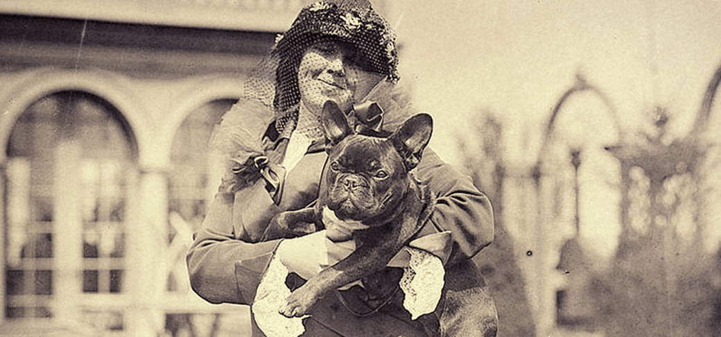 Bulldog francese -tutto su questo piccolo cane da esposizione | Modena Dog