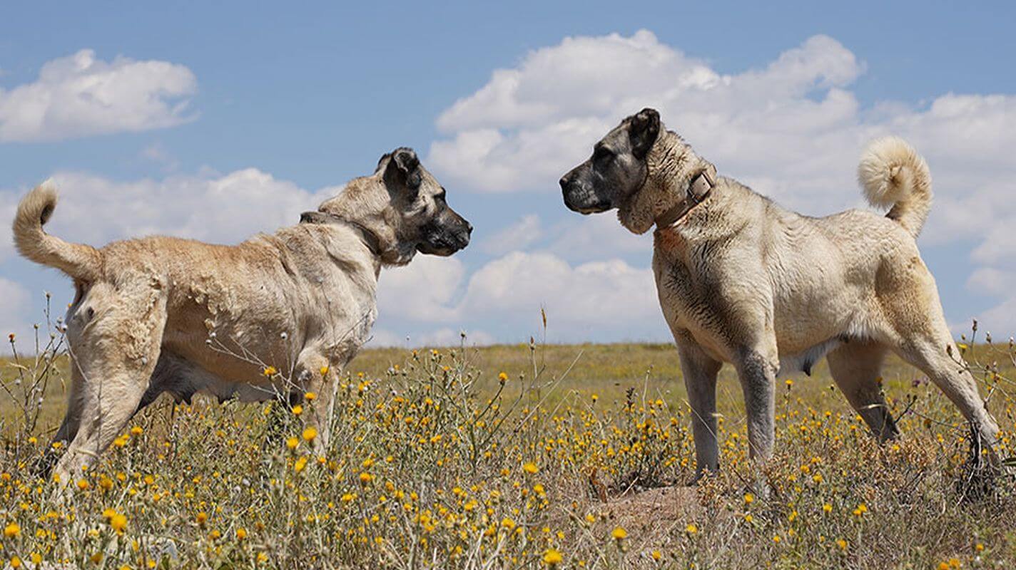 Migliori cani da guardia - Elenco dei 16 migliori cani da guardia ...