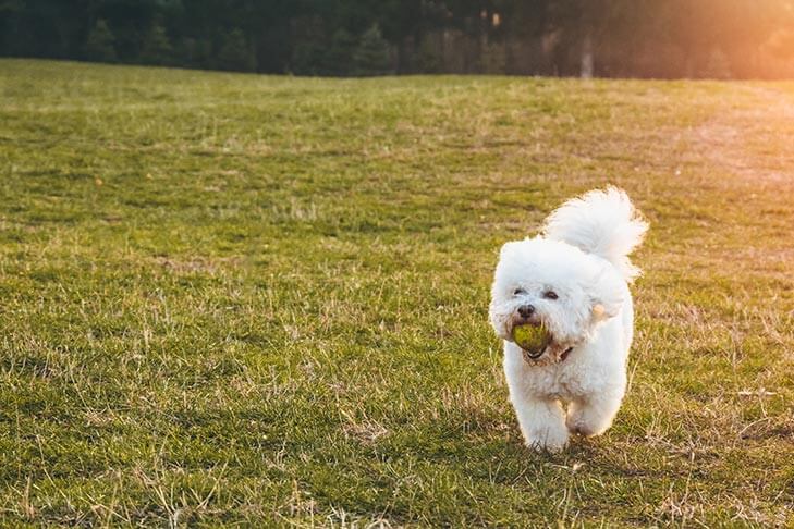 Bichon Frise (Bichon à poil frisé): Tutto su questo cane a pelo corto