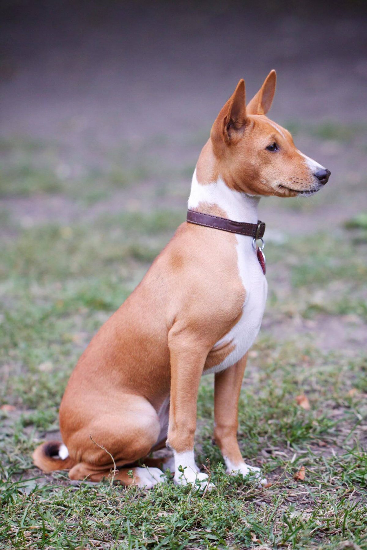 Basenji - Tutto su questo "cane senza corteccia" | ModenaDog
