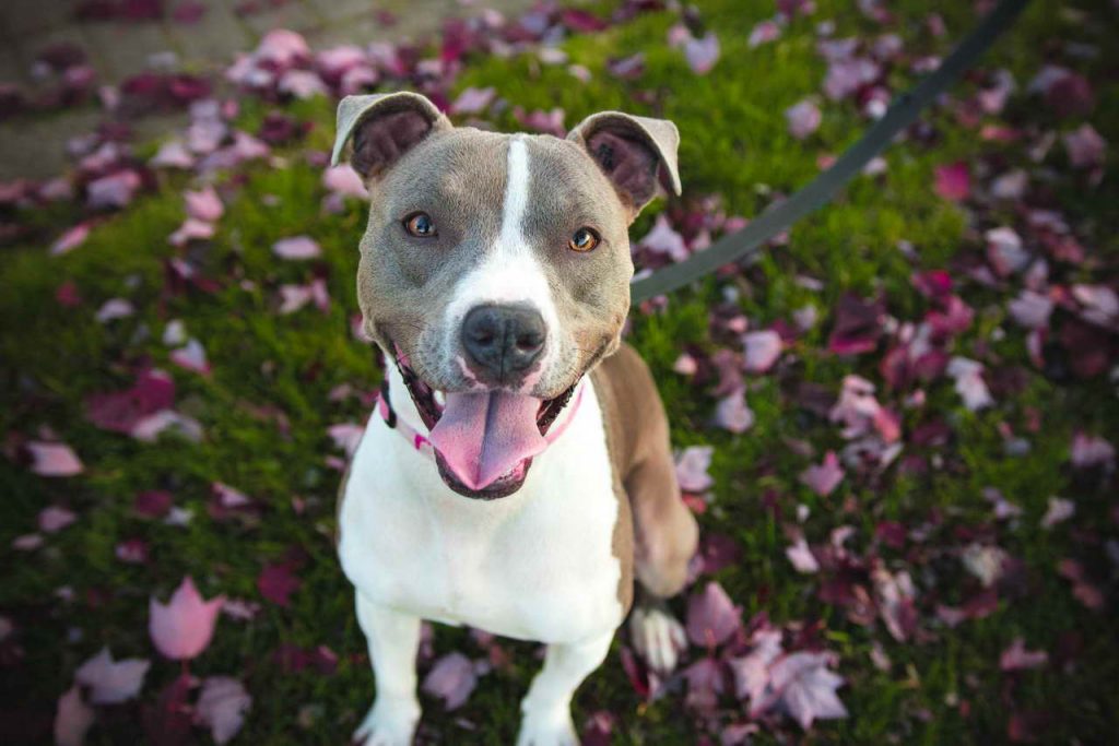 American Pit Bull Terrier (APBT) - Tutto su questa razza di toro | ModenaDog