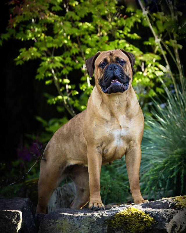 Bullmastiff - Tutto su questo grande cane Britannico