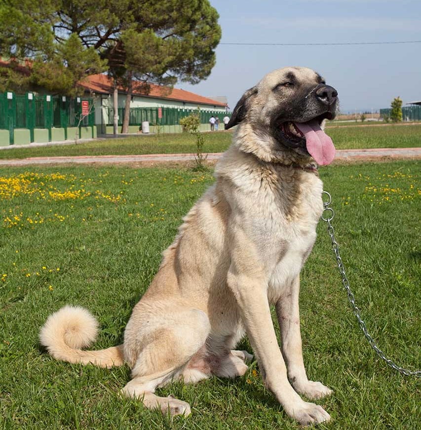 Kangal (Pastore dell'anatolia): Tutto di questo magnifico cane da pastore