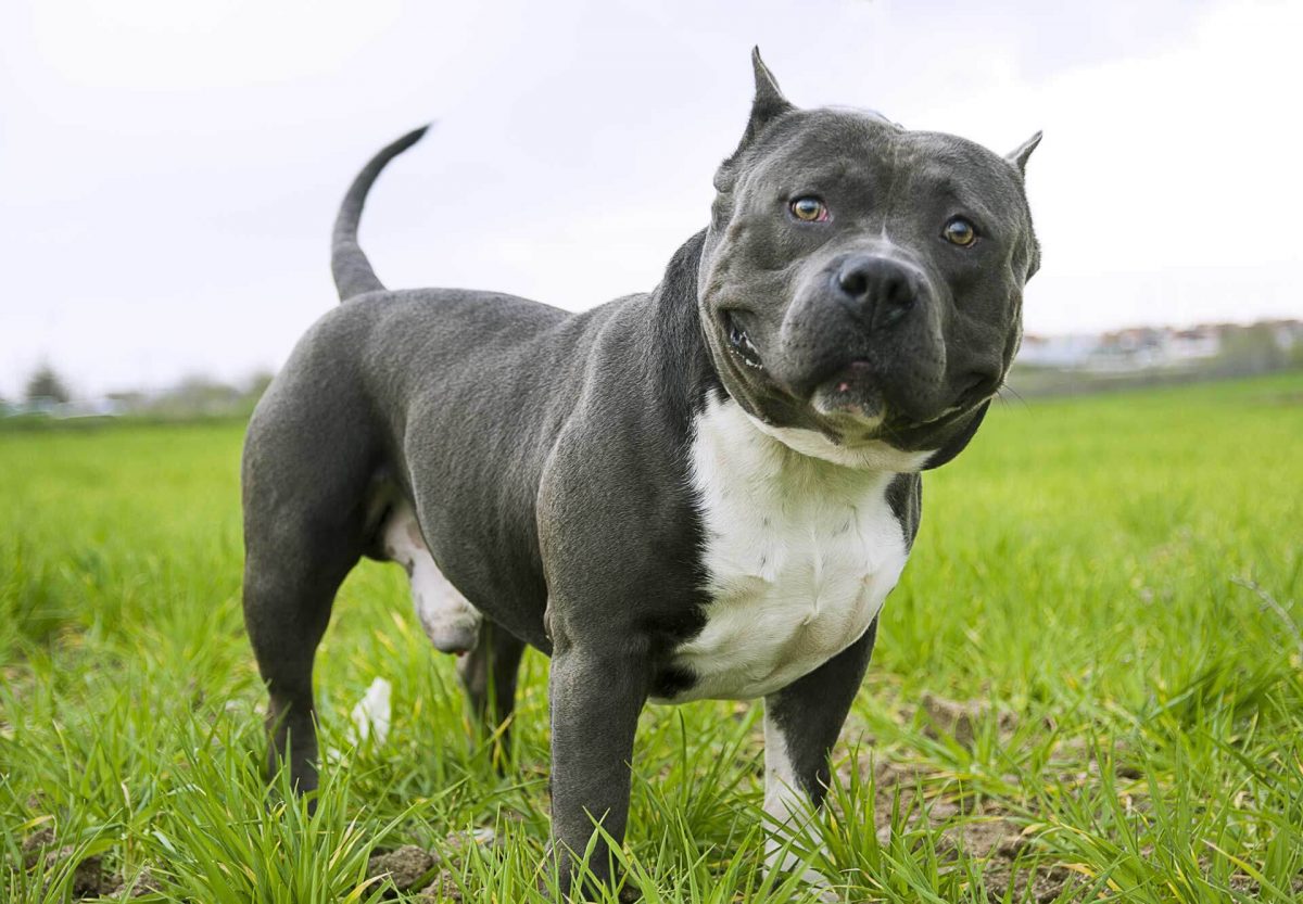American Bully - Tutto su questa razza muscolosa | ModenaDog
