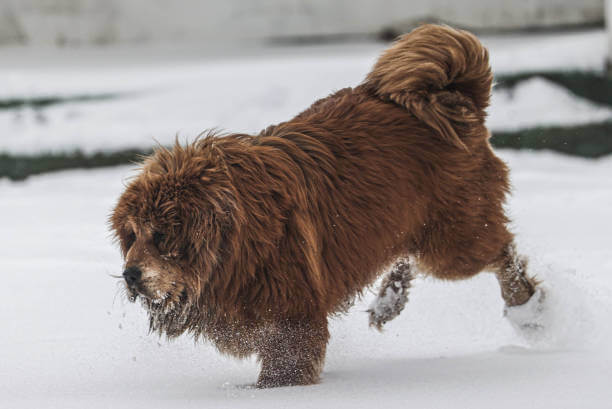Mastino Tibetano - Tutto sulla razza Tibetana gigante | ModenaDog
