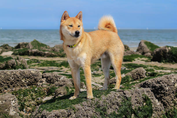 Shiba Inu - Tutto su questo cane da caccia giapponese | ModenaDog