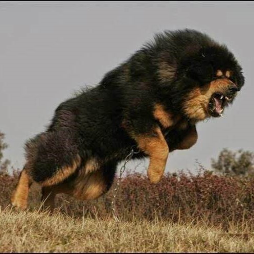 Mastino Tibetano - Tutto sulla razza Tibetana gigante | ModenaDog