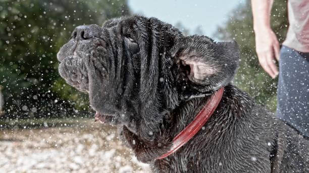Mastino Napoletano - Tutto su questa grande razza italiana