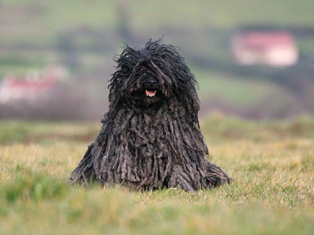 Puli - tutto su questo cane da guardia ungherese | ModenaDog