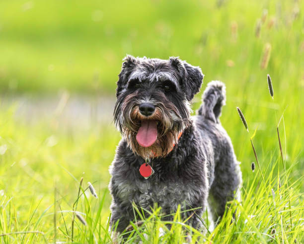 Schnauzer Nano (Zwergschnauzer) - tutto su questa razza di piccoli ...