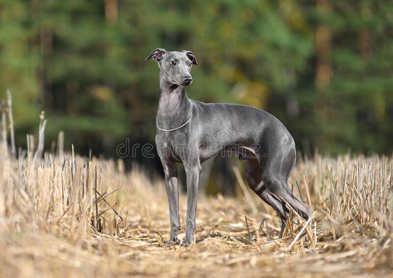 Levriero - Tutto su questo cane a forma di S | ModenaDog