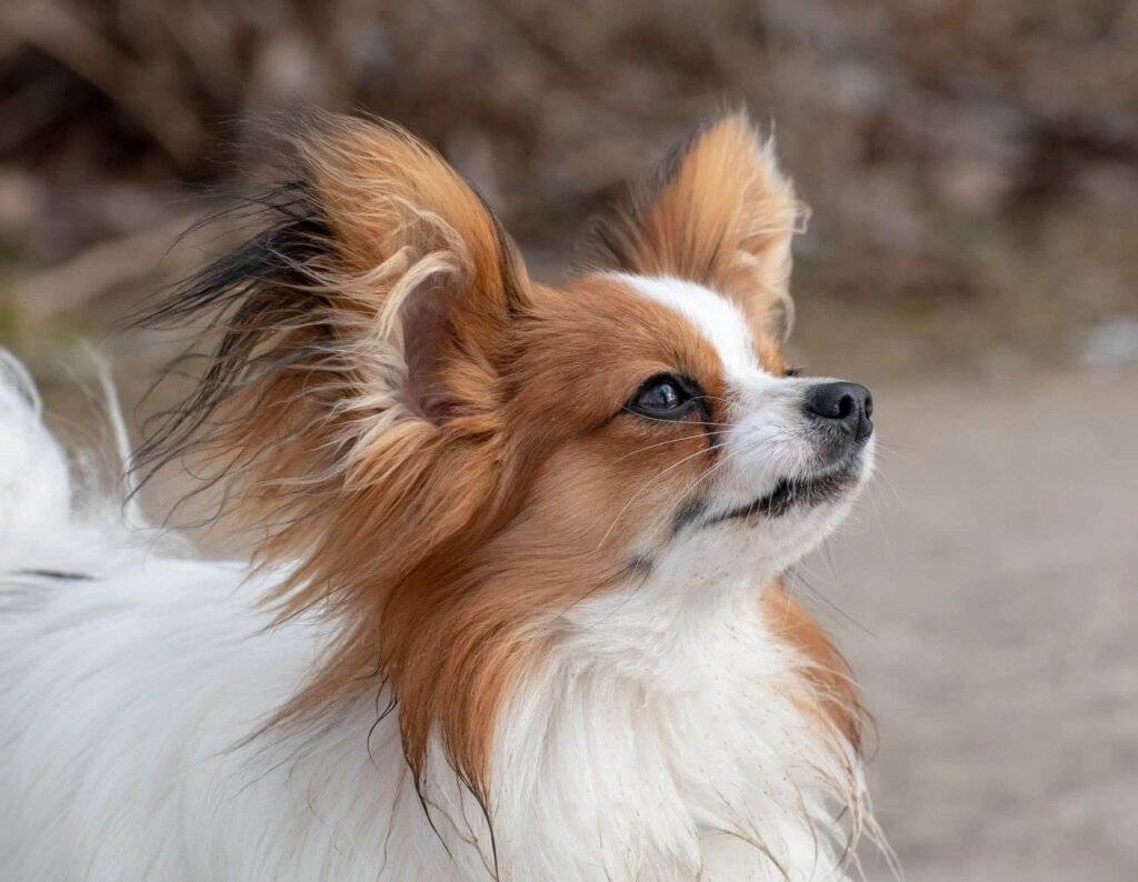 Papillon Cane - Tutto su questo continentale Toy Spaniel | ModenaDog