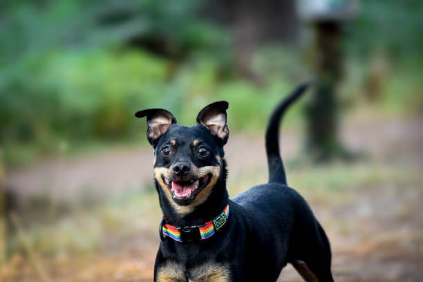 Pinscher nano (Zwergpinscher) - Tutto su questo cane chiamato mini pin ...