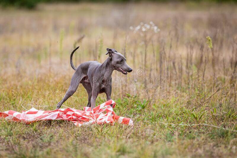 Levriero - Tutto su questo cane a forma di S | ModenaDog