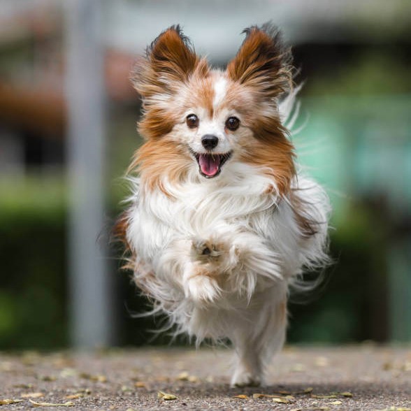 Papillon Cane - Tutto su questo continentale Toy Spaniel | ModenaDog