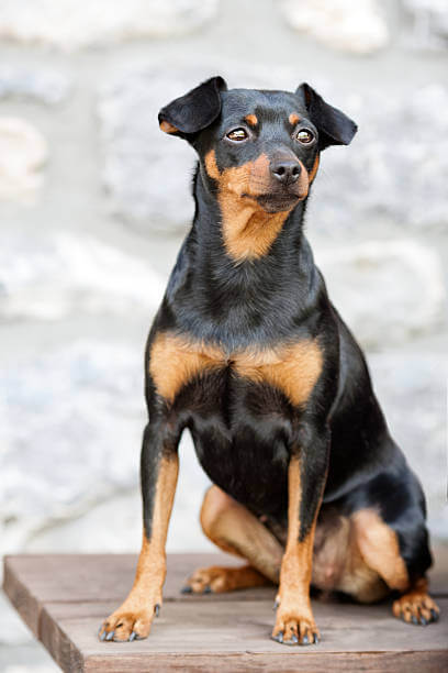 Pinscher nano (Zwergpinscher) - Tutto su questo cane chiamato mini pin ...