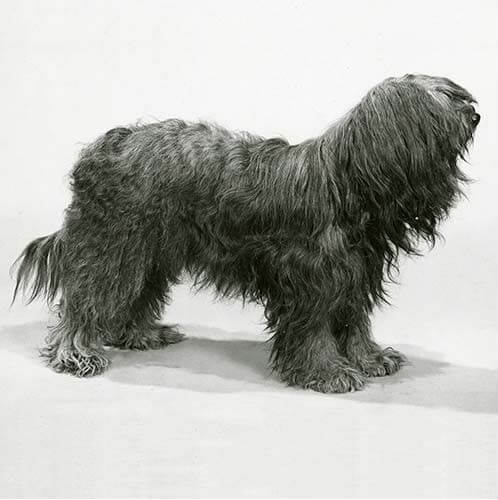 Puli - tutto su questo cane da guardia ungherese | ModenaDog