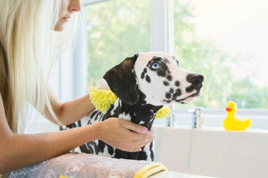 Dalmata - Tutto su questa razza canina | ModenaDog