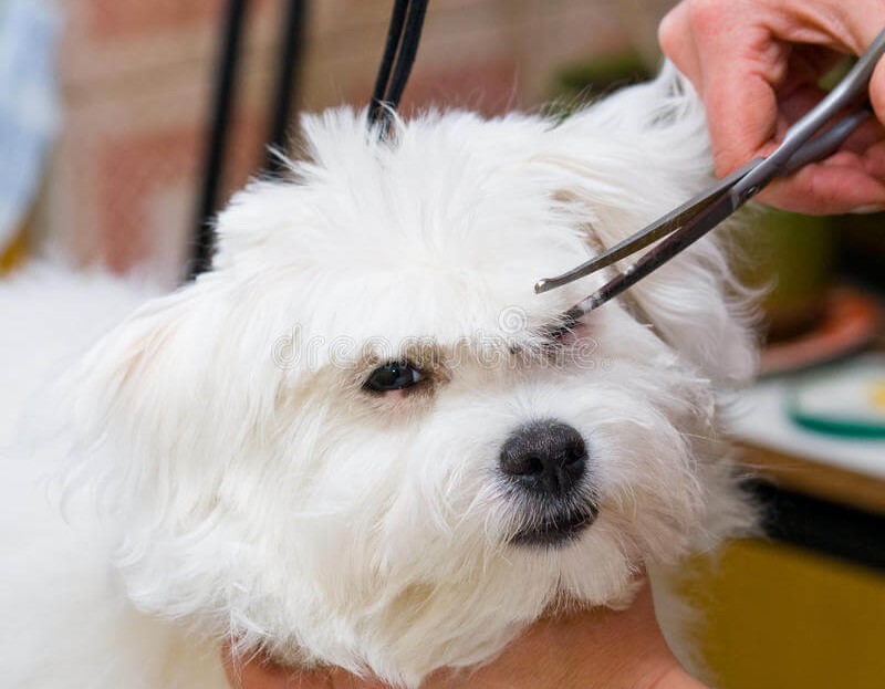 Maltese Cane - Tutto su questo canide nano italiano | ModenaDog