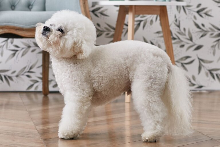 Bichon Frise (Bichon à poil frisé): Tutto su questo cane a pelo corto